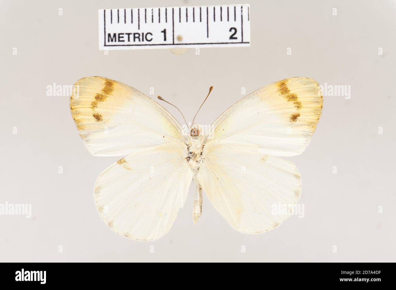 Pinned, Colotis aurora, Animalia, Arthropoda, Hexapoda, Insecta ...