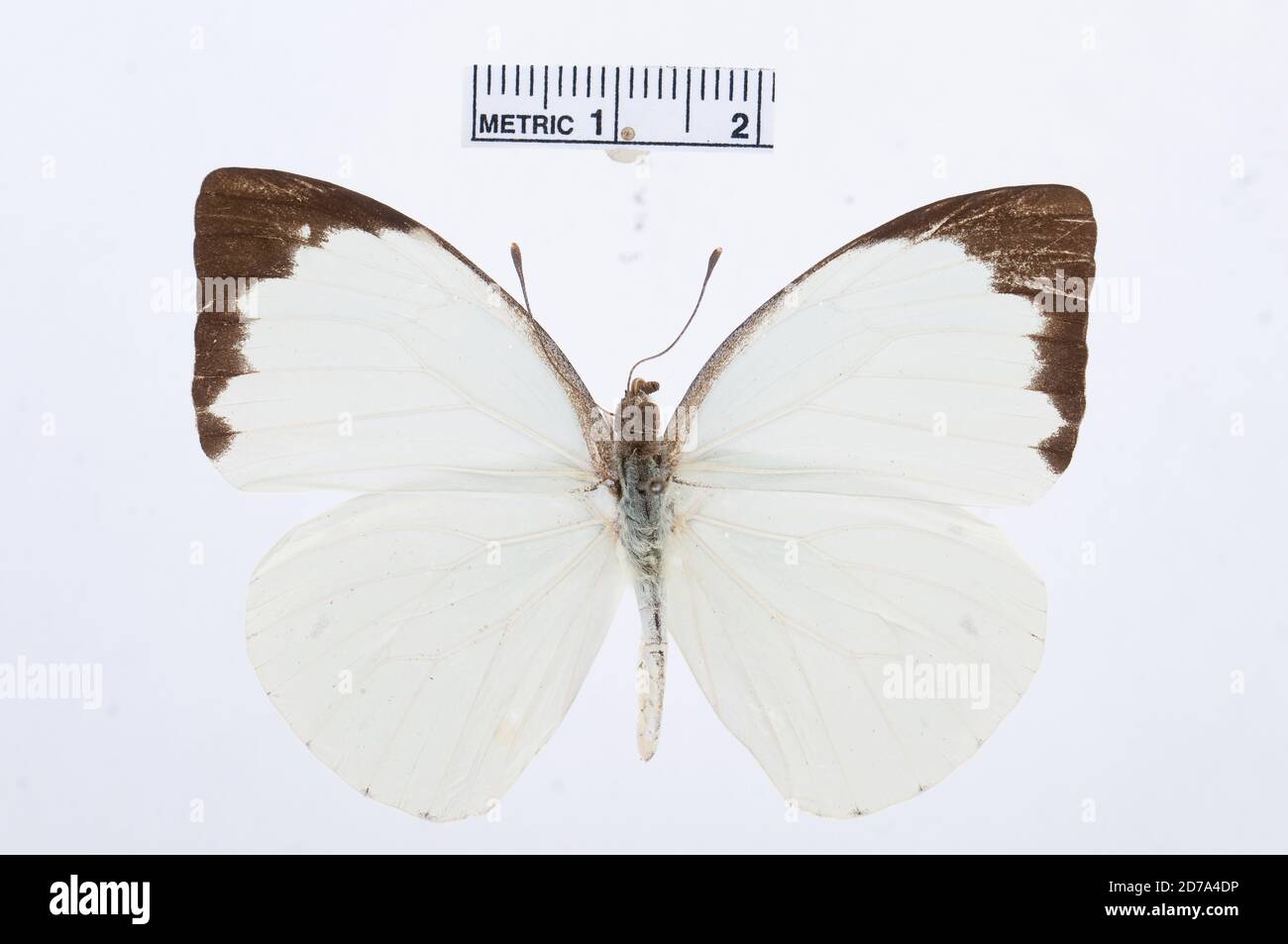 Nepheronia thalassina, Animalia, Arthropoda, Hexapoda, Insecta ...