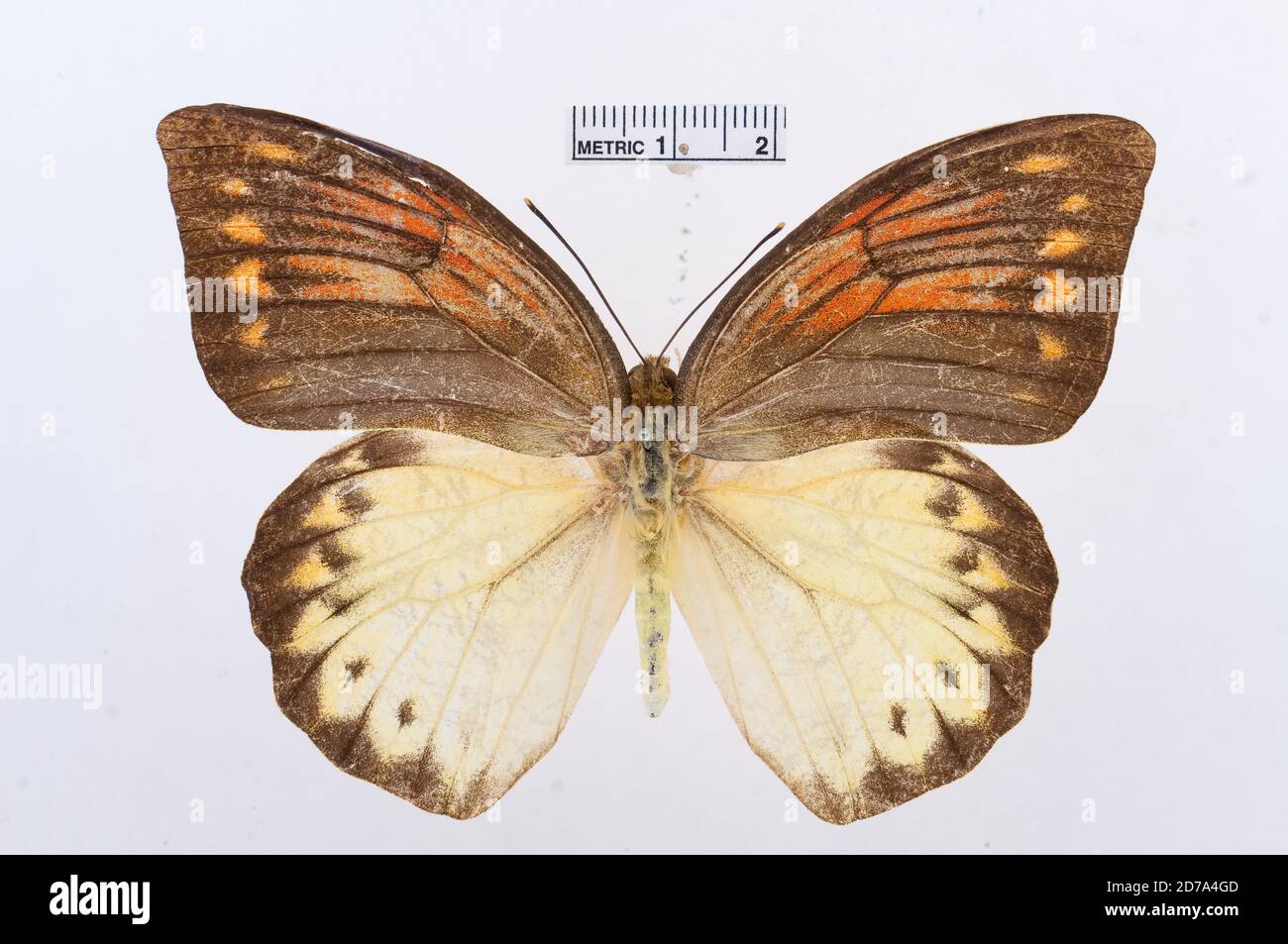 Pinned, Hebomoia leucippe, Animalia, Arthropoda, Hexapoda, Insecta ...