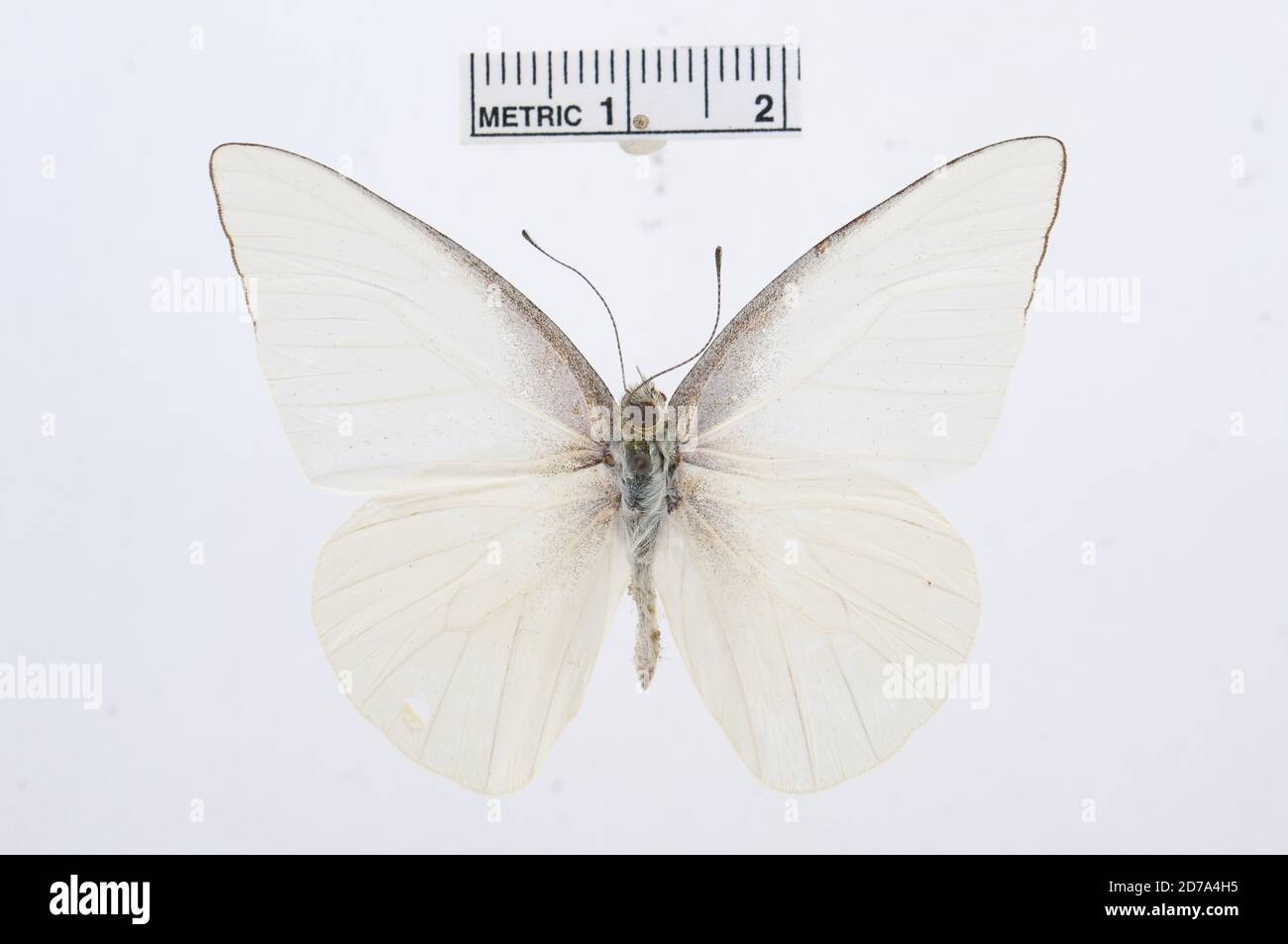 Albina High Resolution Stock Photography and Images - Alamy