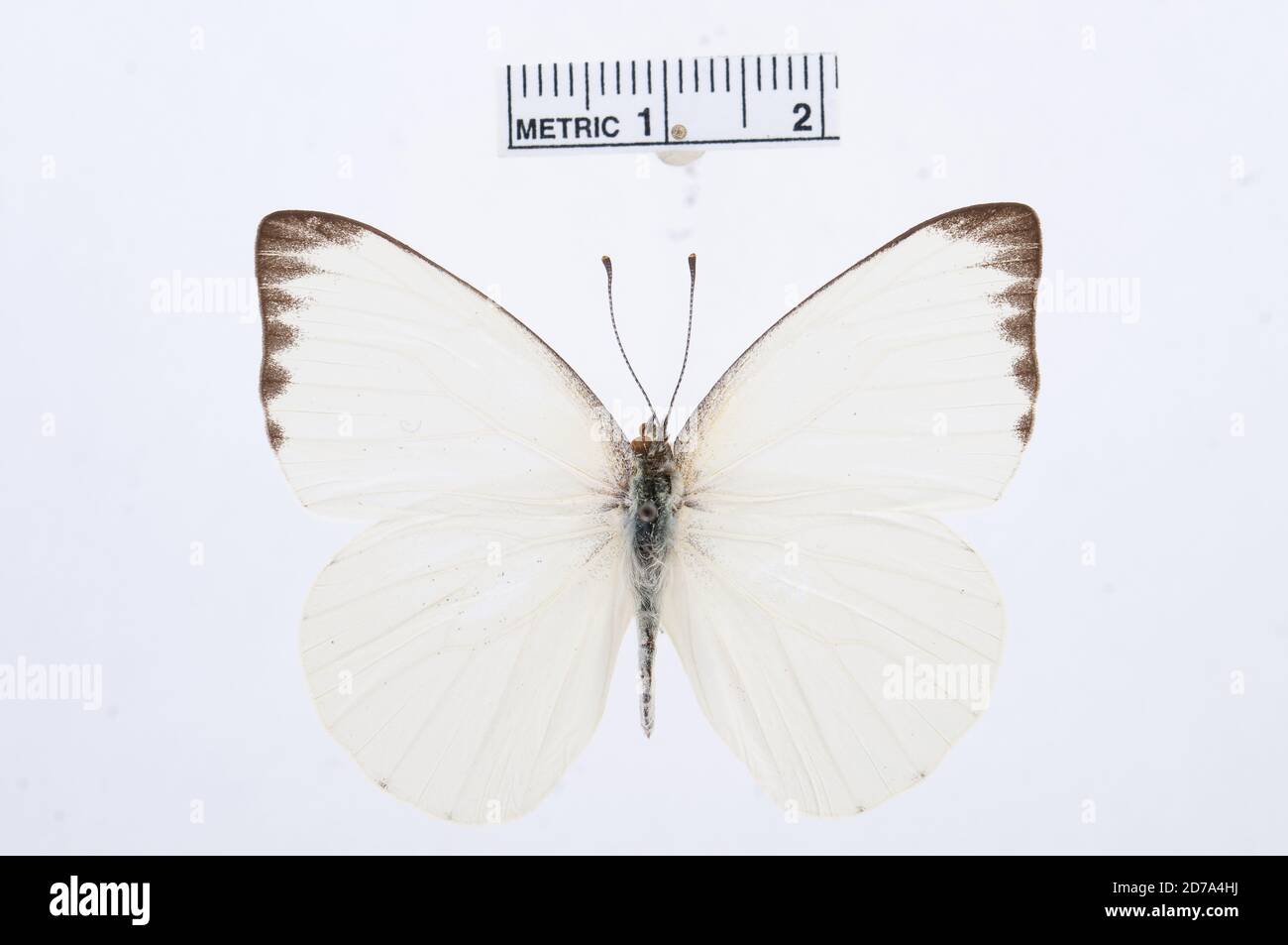 Appias epaphia, Animalia, Arthropoda, Hexapoda, Insecta, Lepidoptera ...