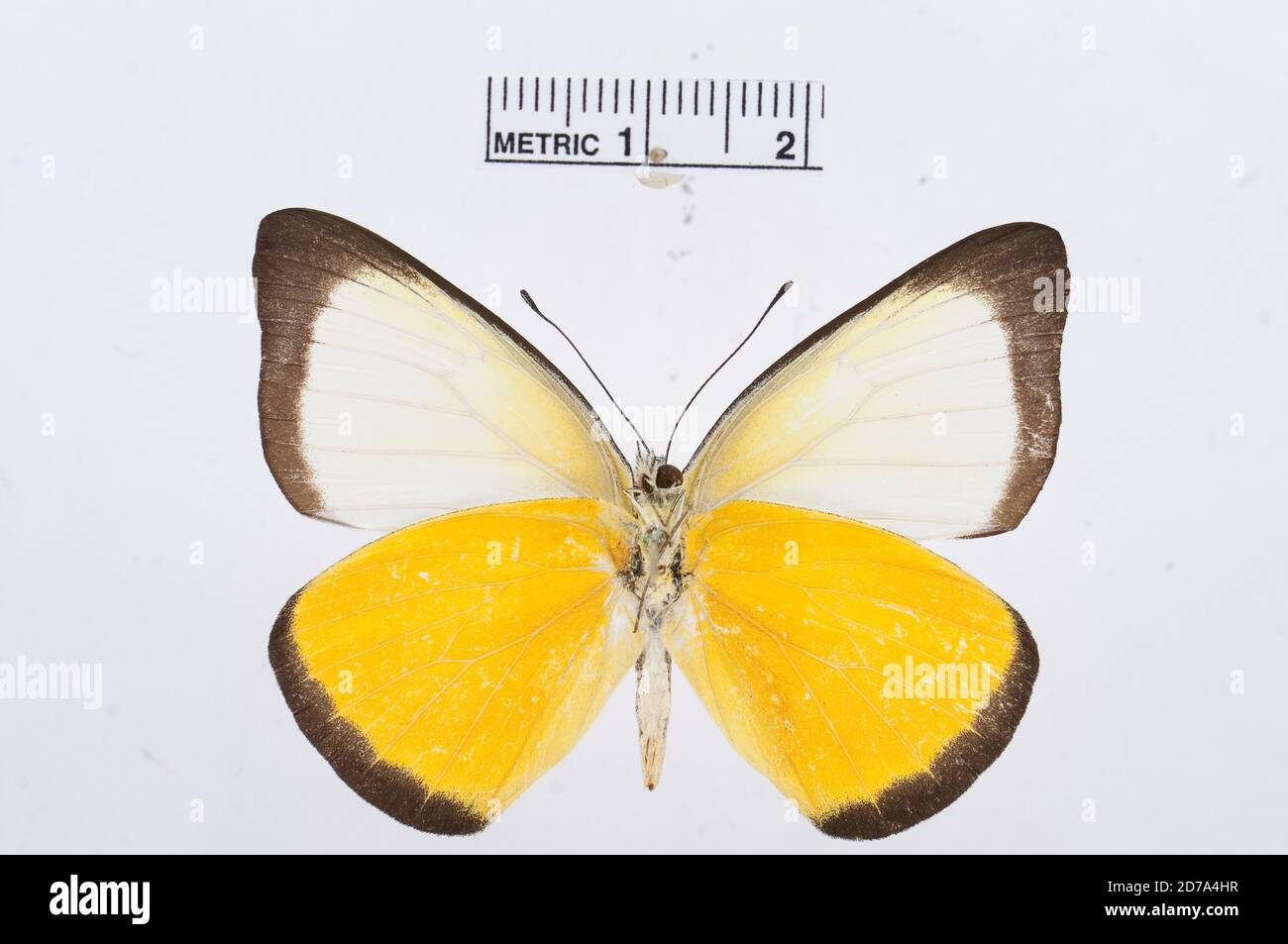 Saletara cycinna, Animalia, Arthropoda, Hexapoda, Insecta, Lepidoptera ...