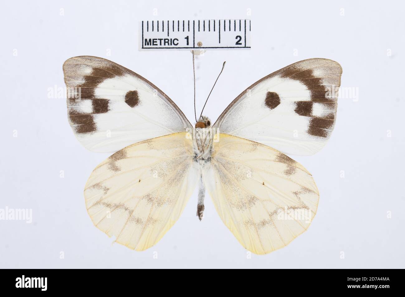 Appias phoebe hi-res stock photography and images - Alamy