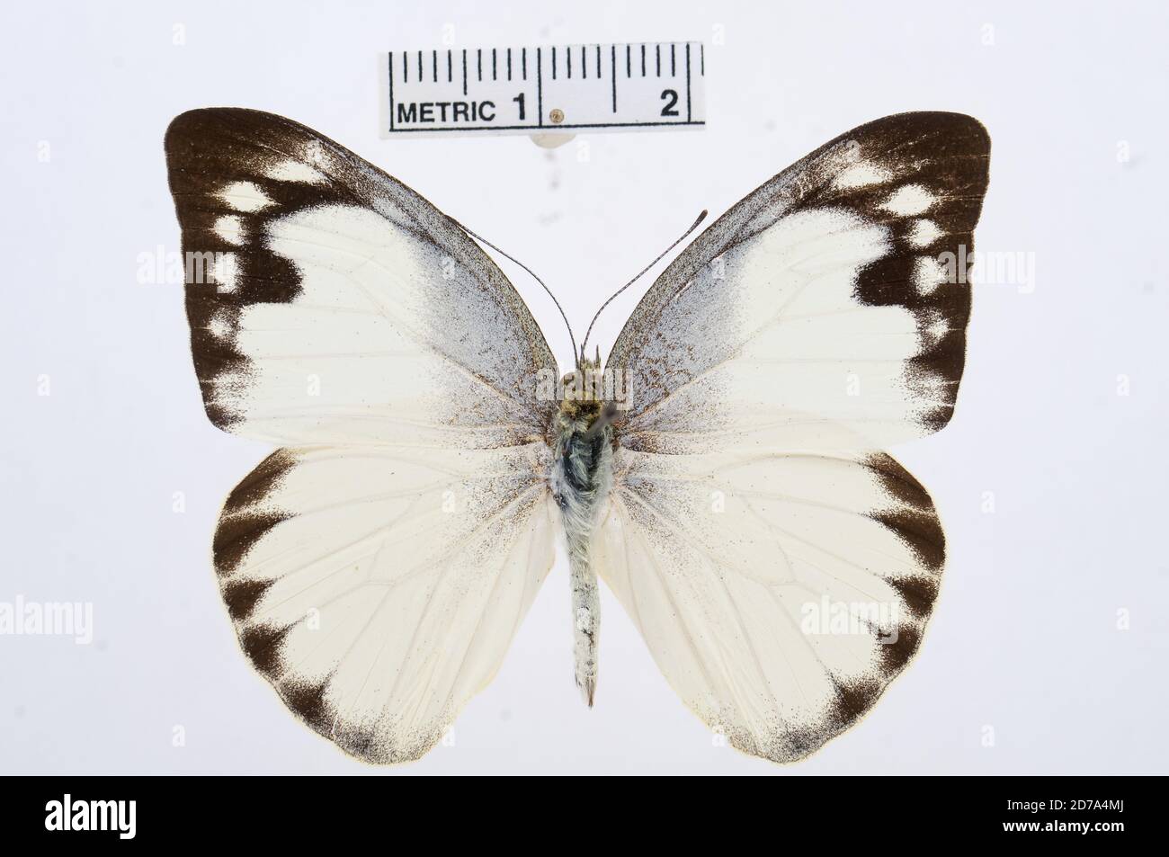 Pinned, Appias paulina, Animalia, Arthropoda, Hexapoda, Insecta ...