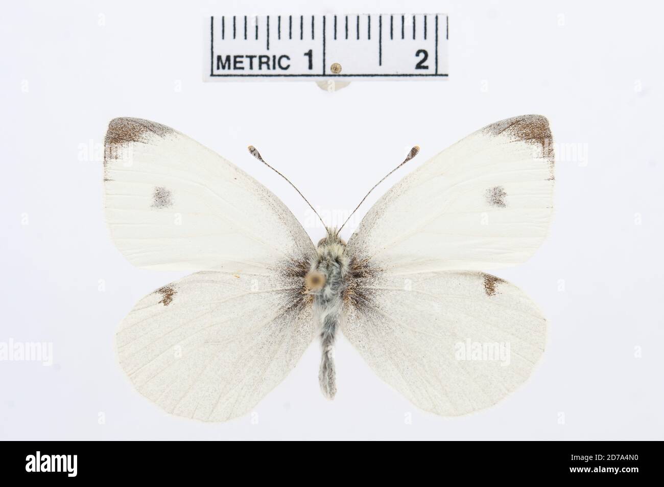Pieris mannii, Animalia, Arthropoda, Hexapoda, Insecta, Lepidoptera ...
