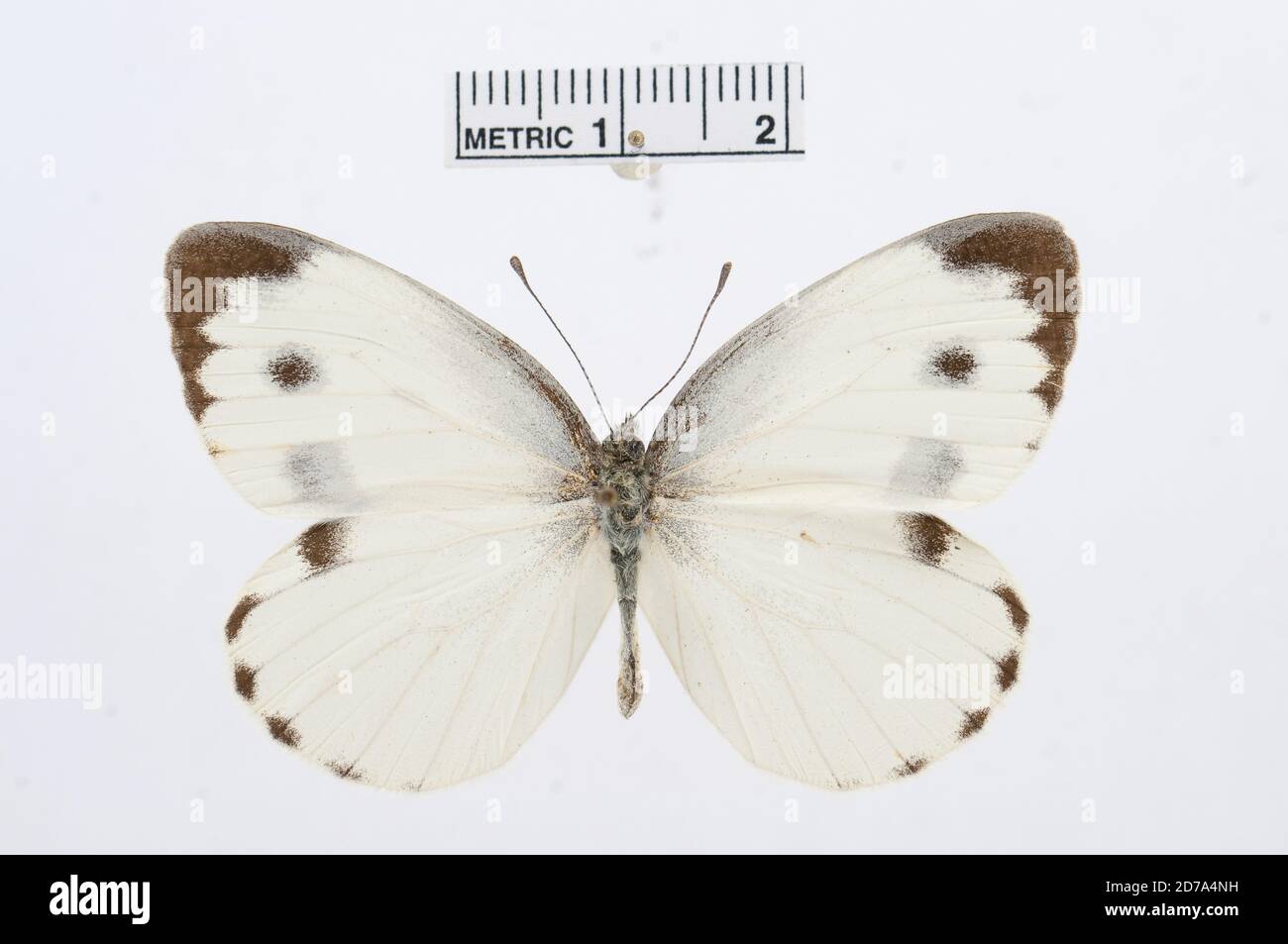 Pieris canidia, Animalia, Arthropoda, Hexapoda, Insecta, Lepidoptera ...