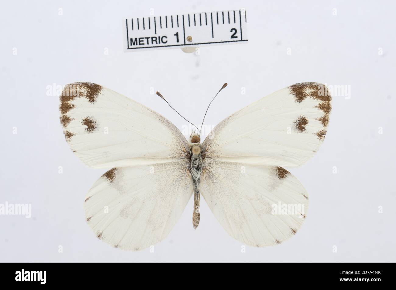 Pinned, Pieris krueperi, Animalia, Arthropoda, Hexapoda, Insecta ...