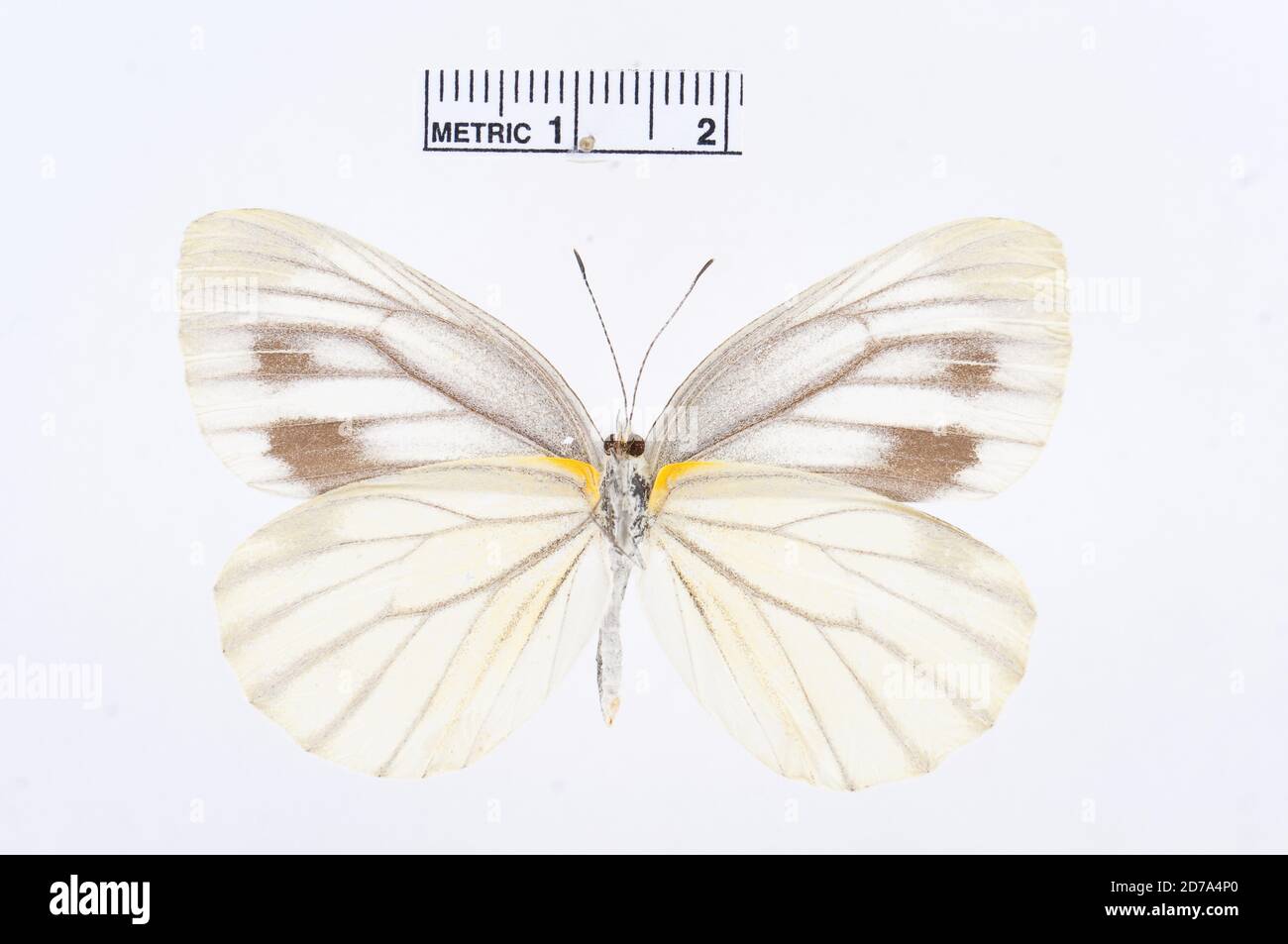 Pieris melete, Animalia, Arthropoda, Hexapoda, Insecta, Lepidoptera ...