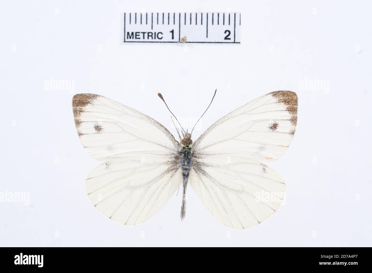 Pieris napi, Animalia, Arthropoda, Insecta, Lepidoptera, Pieridae ...