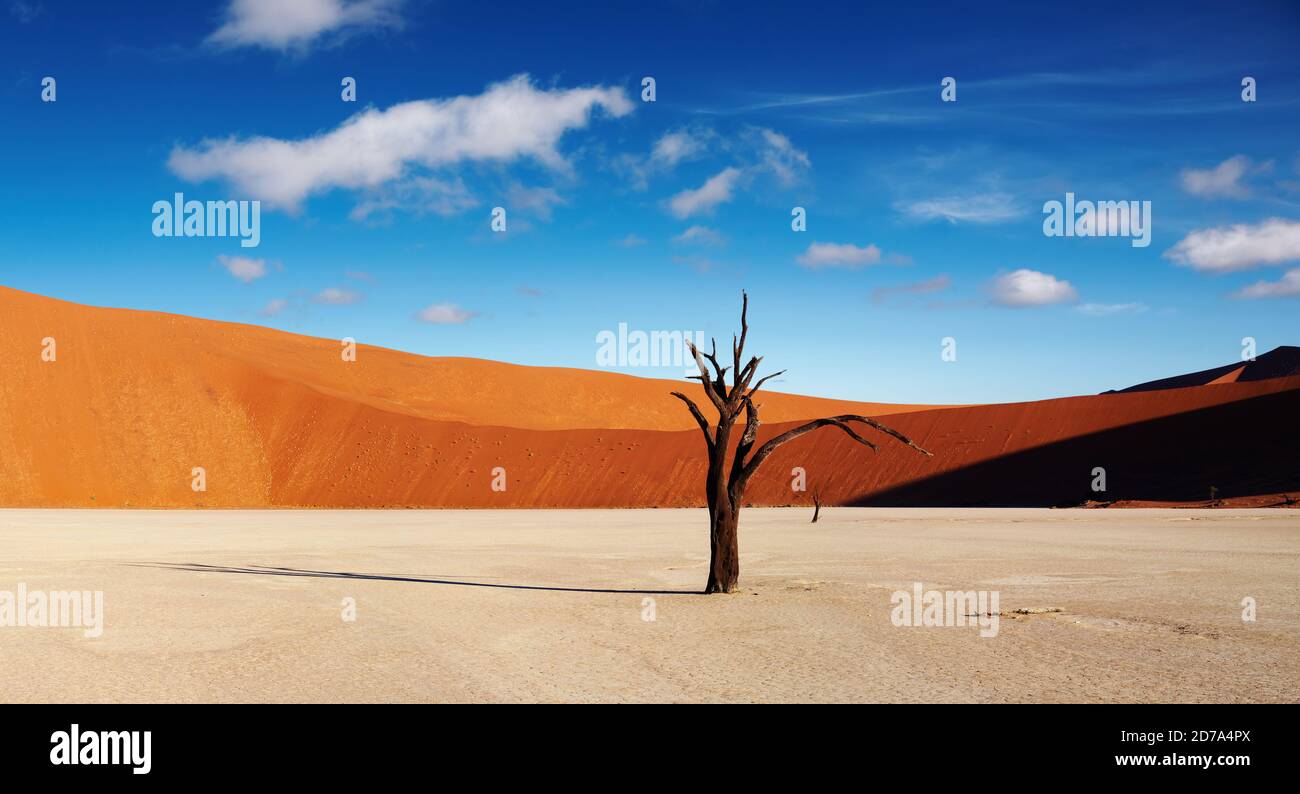 Dead tree in desert hi-res stock photography and images - Alamy