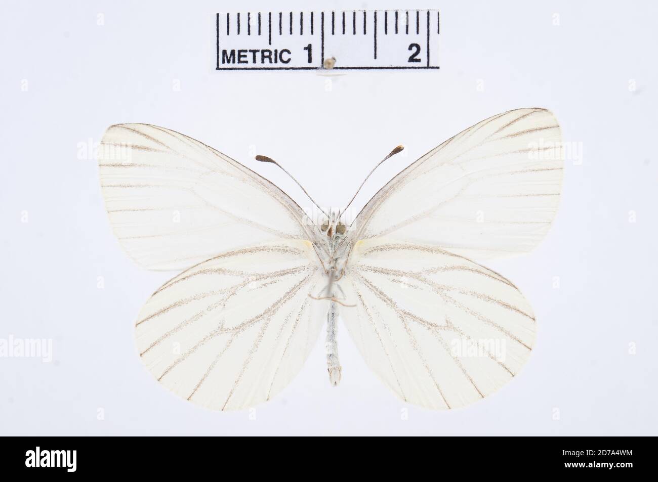 Pieris oleracea, Animalia, Arthropoda, Hexapoda, Insecta, Lepidoptera ...