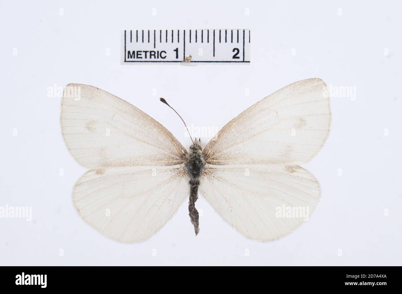 Pieris virginiensis, Animalia, Arthropoda, Hexapoda, Insecta ...