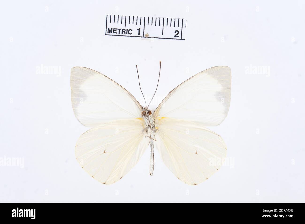 Leptophobia aripa, Animalia, Arthropoda, Hexapoda, Insecta, Lepidoptera ...