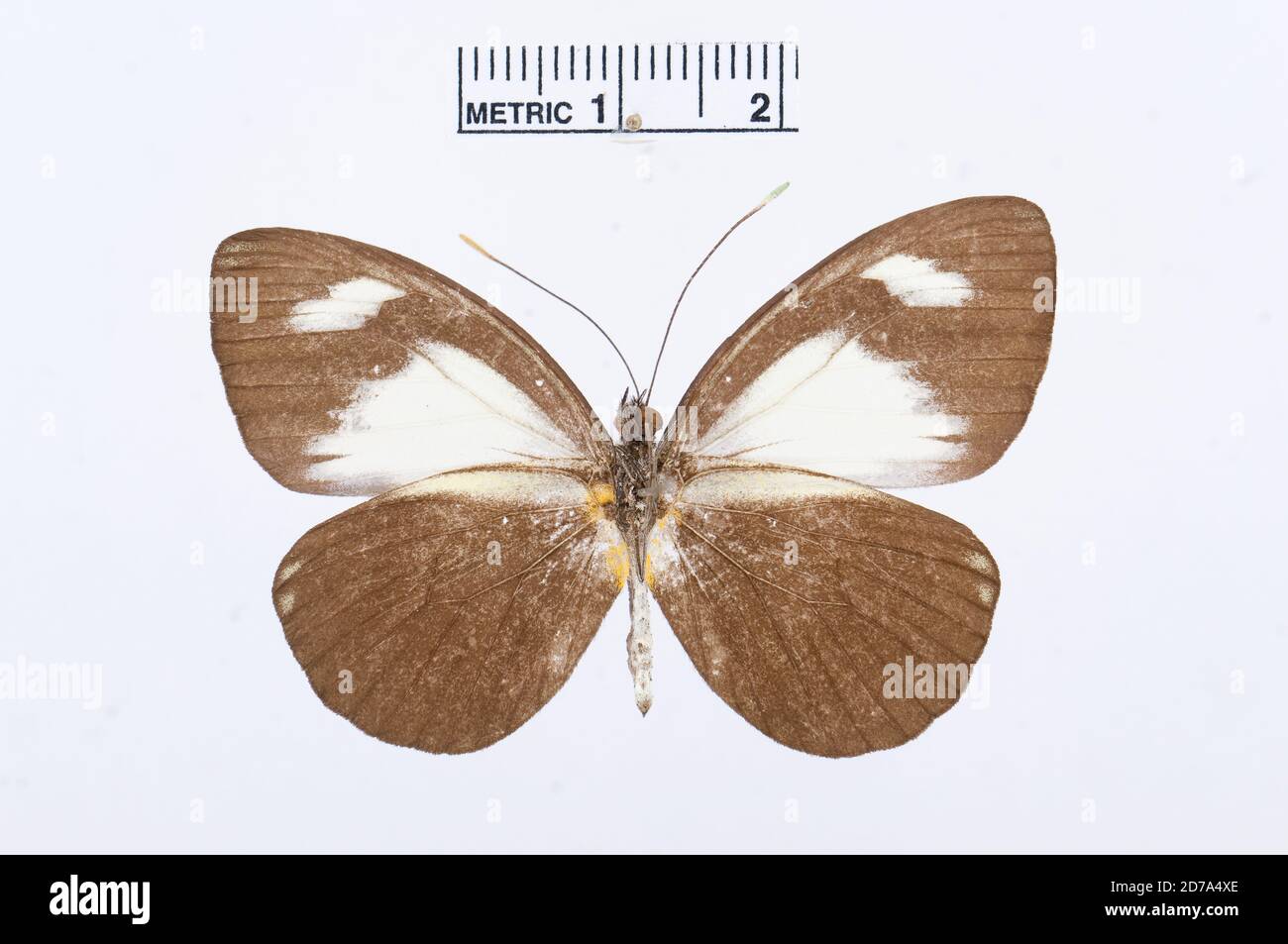 Pinned, Leptophobia cinerea, Animalia, Arthropoda, Hexapoda, Insecta ...