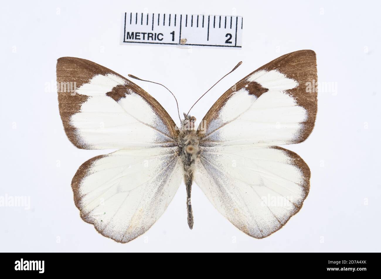 Leptophobia erinna, Animalia, Arthropoda, Hexapoda, Insecta ...