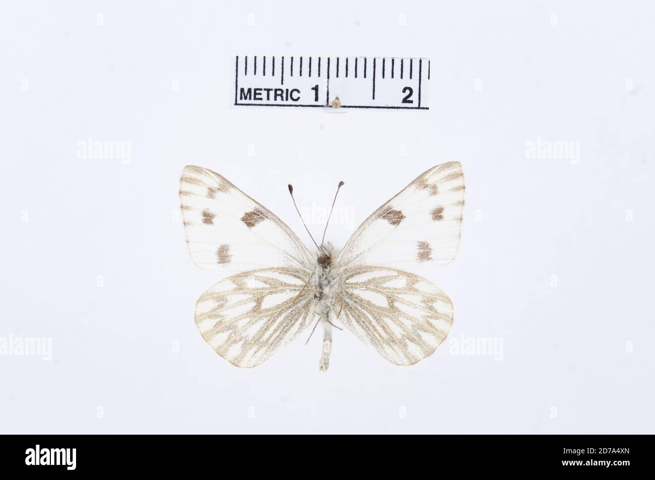 Pontia protodice, Animalia, Arthropoda, Hexapoda, Insecta, Lepidoptera ...