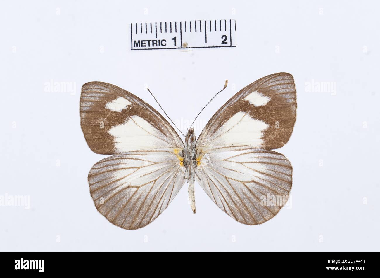 Pinned, Leptophobia philoma, Animalia, Arthropoda, Hexapoda, Insecta ...