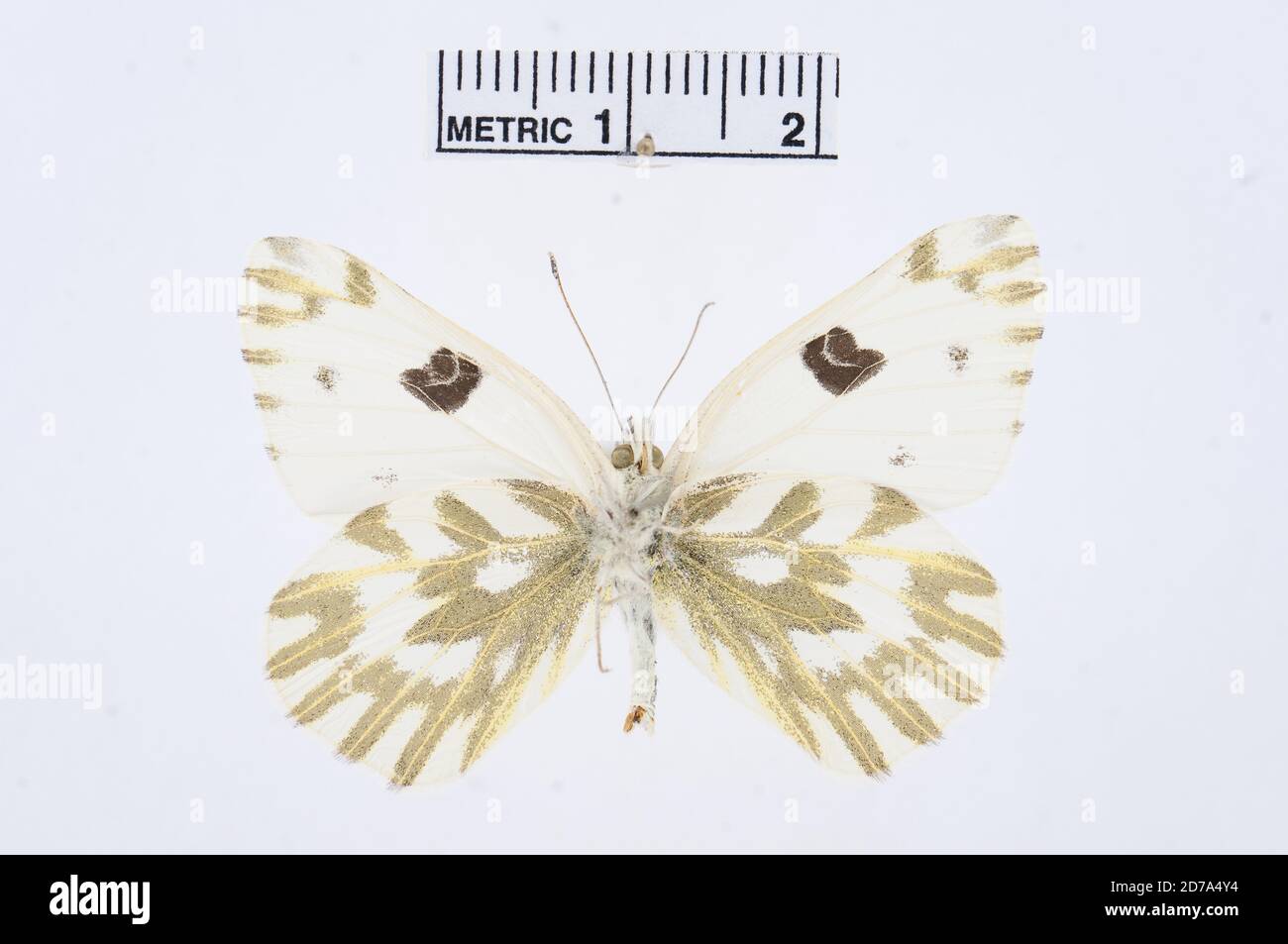 Pontia beckerii, Animalia, Arthropoda, Hexapoda, Insecta, Lepidoptera ...