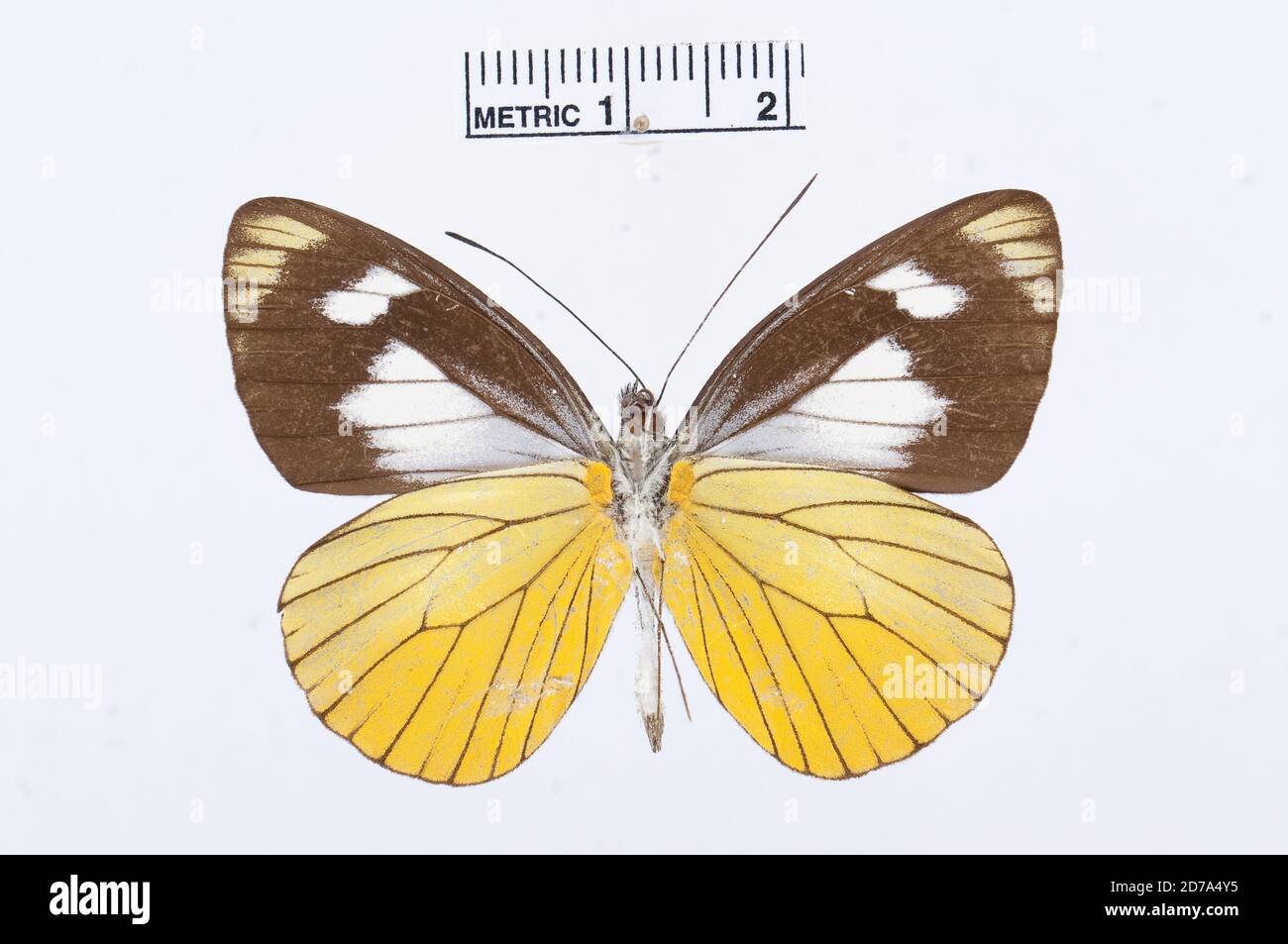 Pinned, Leptophobia caesia, Animalia, Arthropoda, Hexapoda, Insecta ...