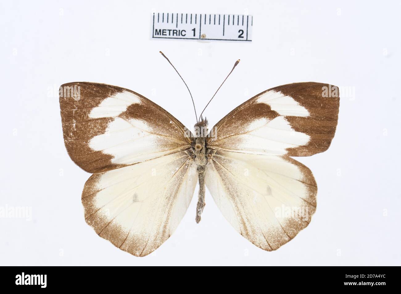 Leptophobia nephthis, Animalia, Arthropoda, Hexapoda, Insecta ...