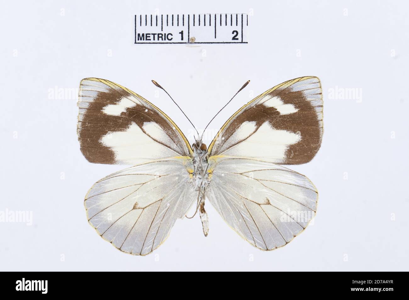 Pinned, Leptophobia penthica, Animalia, Arthropoda, Hexapoda, Insecta ...