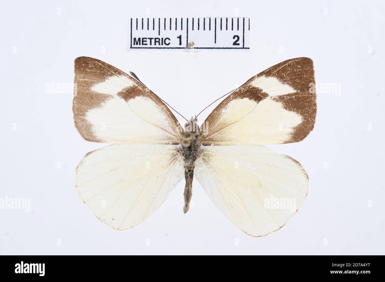 Pinned, Leptophobia erinna, Animalia, Arthropoda, Hexapoda, Insecta ...