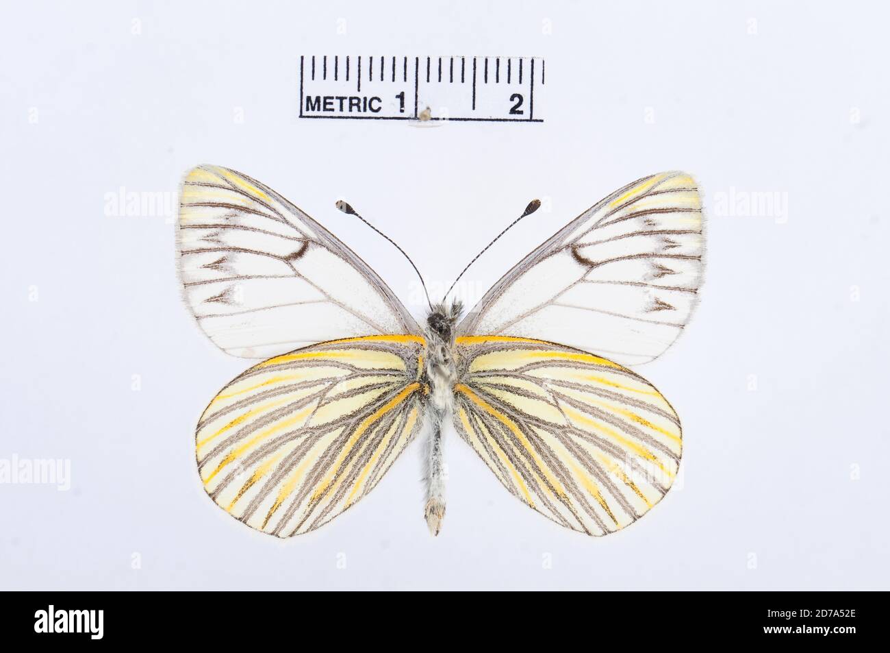 Tatochila sagittata hi-res stock photography and images - Alamy