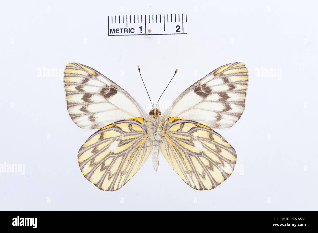 Tatochila autodice, Animalia, Arthropoda, Hexapoda, Insecta ...
