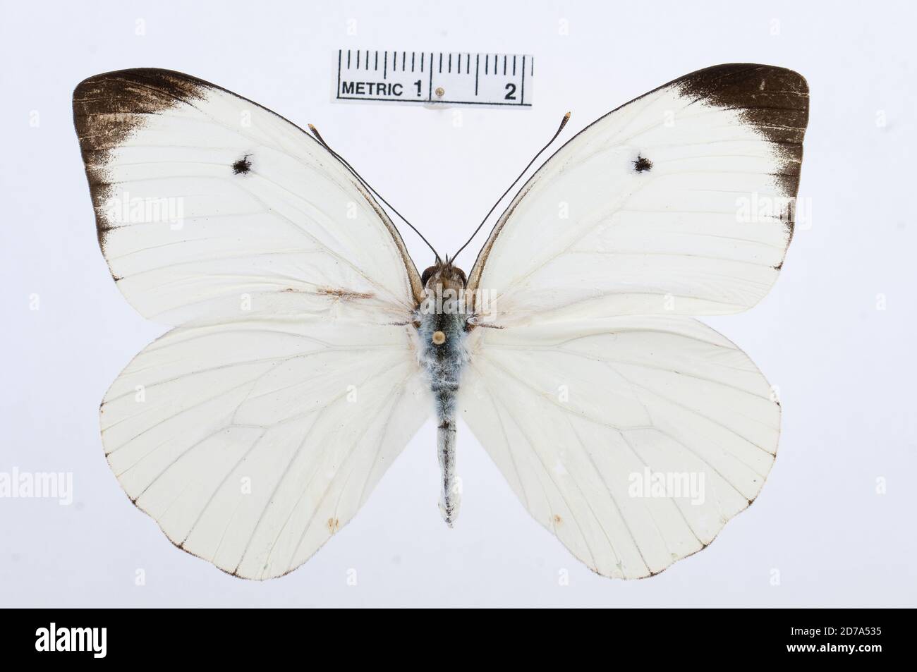 Ganyra phaloe, Animalia, Arthropoda, Hexapoda, Insecta, Lepidoptera ...