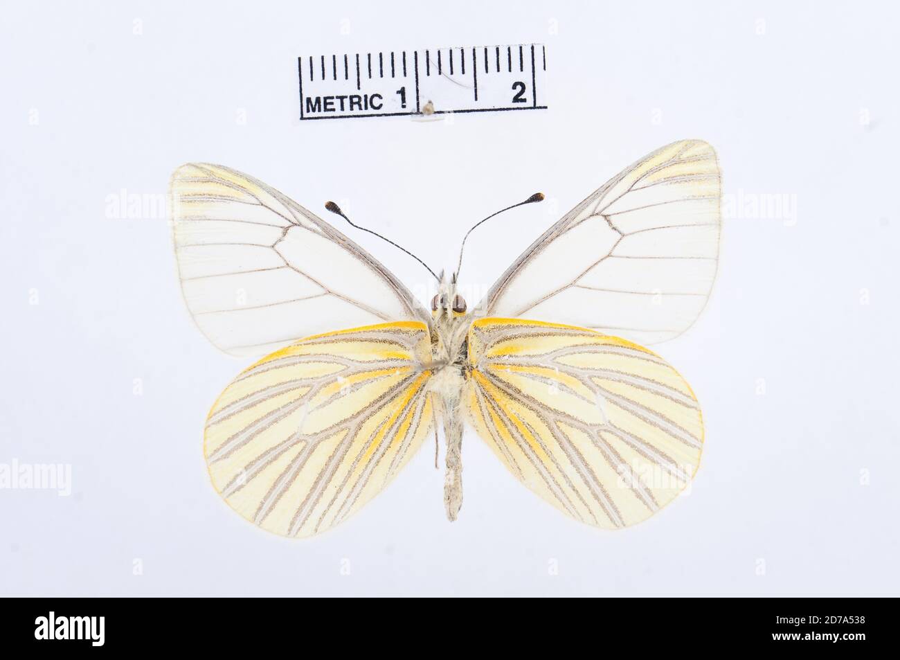 Tatochila orthodice hi-res stock photography and images - Alamy