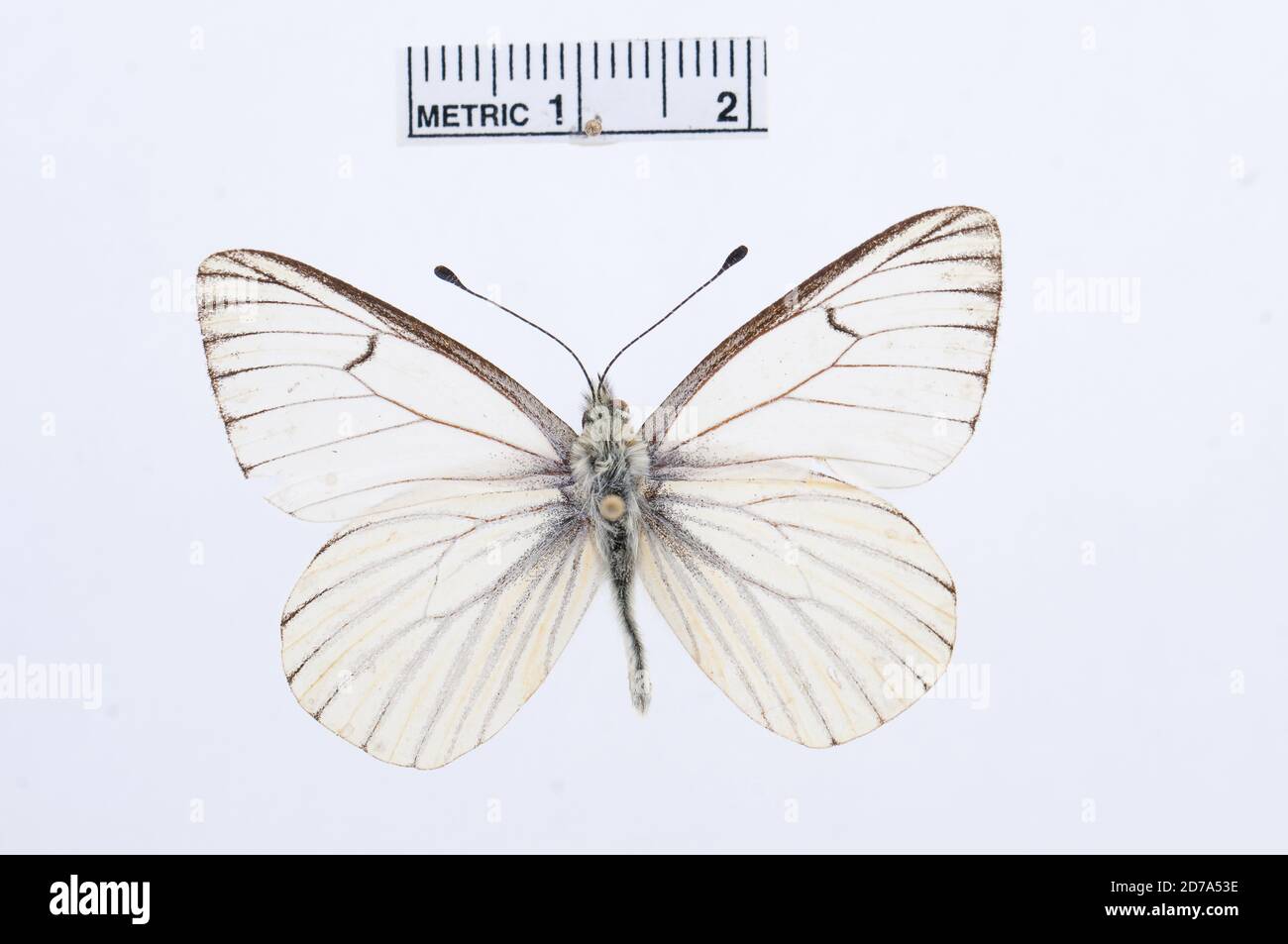 Tatochila stigmadice, Animalia, Arthropoda, Hexapoda, Insecta ...