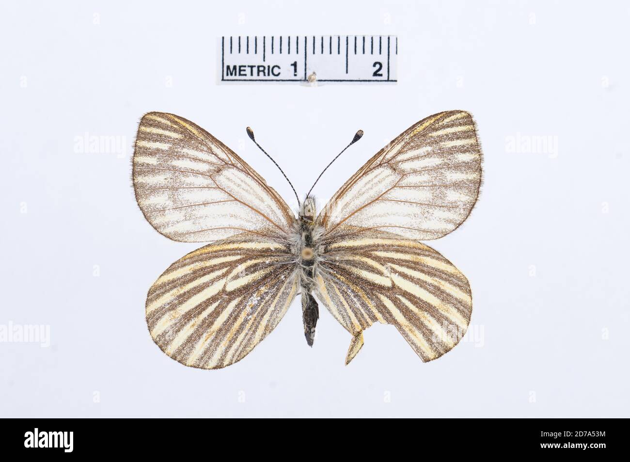 Pinned, Tatochila xanthodice, Animalia, Arthropoda, Hexapoda, Insecta ...