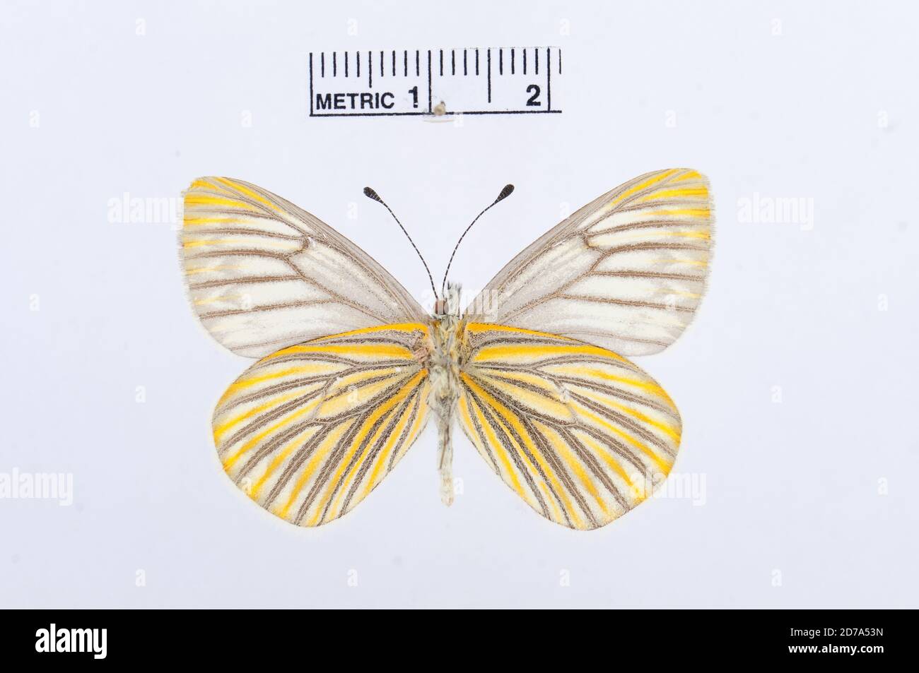 Tatochila stigmadice, Animalia, Arthropoda, Hexapoda, Insecta ...