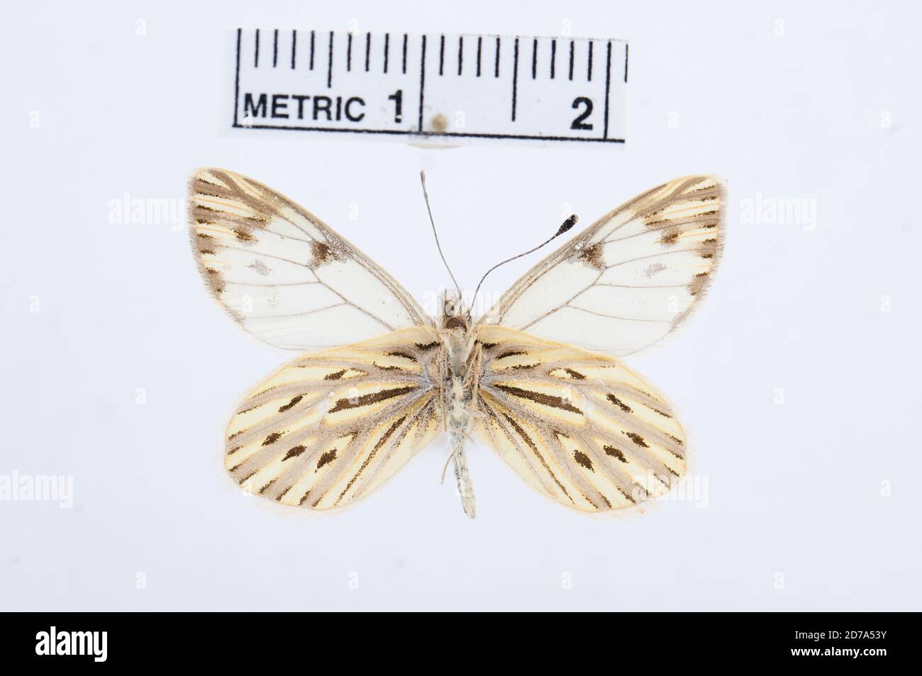 Phulia nymphula, Animalia, Arthropoda, Hexapoda, Insecta, Lepidoptera ...