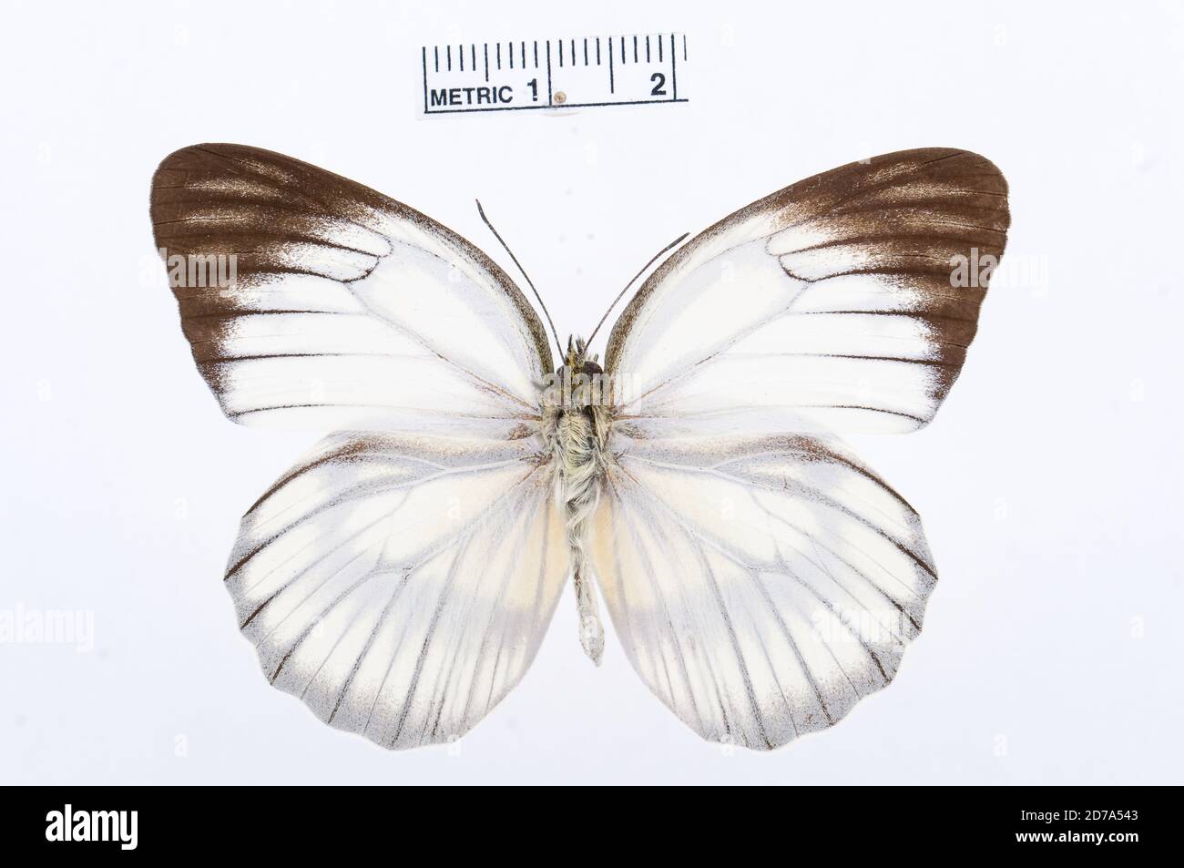 Cepora celebensis hi-res stock photography and images - Alamy