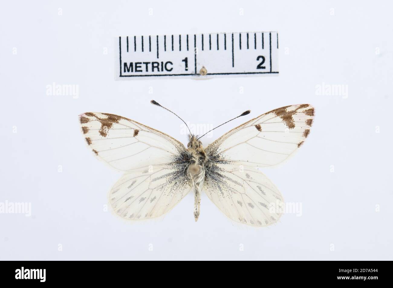 Phulia paranympha, Animalia, Arthropoda, Hexapoda, Insecta, Lepidoptera ...