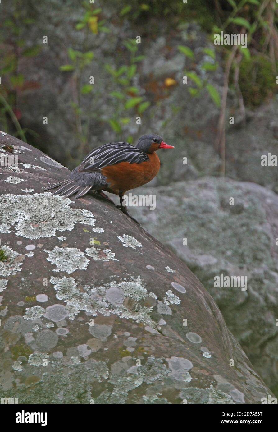 Torrent Duck (Merganetta armata berlepschi) adult female standing on ...