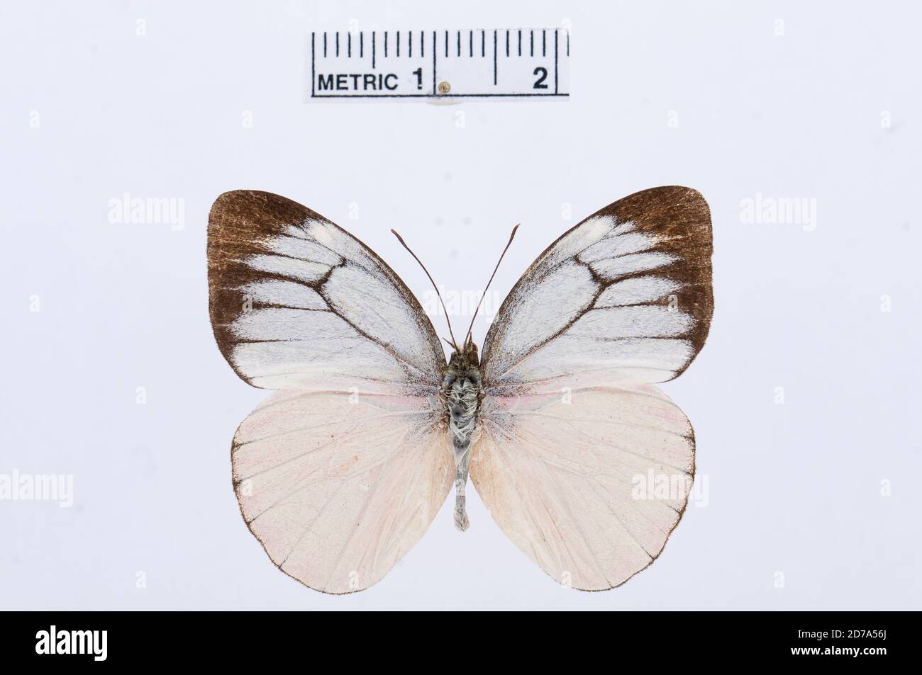 Cepora laeta, Animalia, Arthropoda, Hexapoda, Insecta, Lepidoptera ...