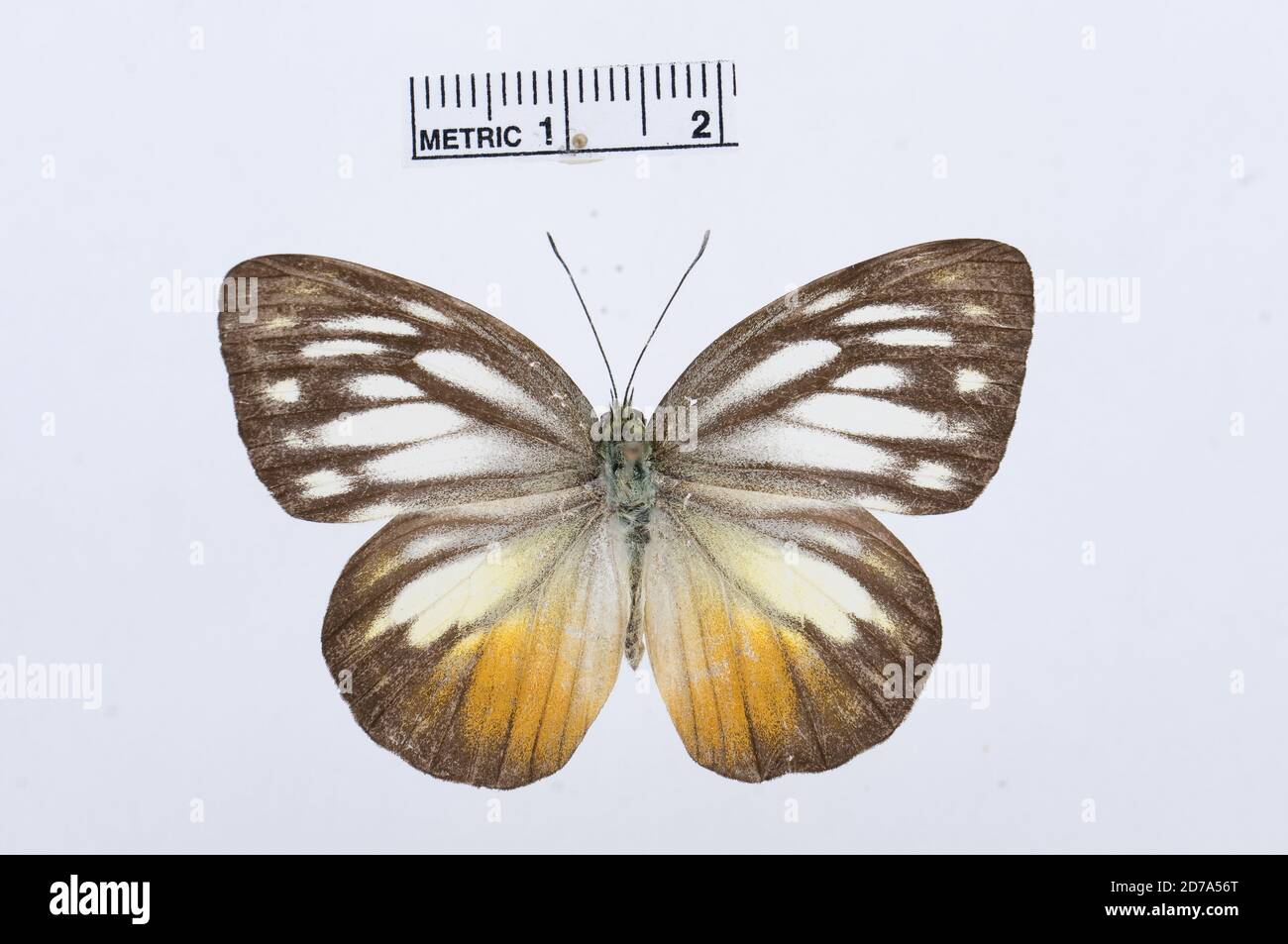 Pinned, Cepora iudith, Animalia, Arthropoda, Hexapoda, Insecta ...