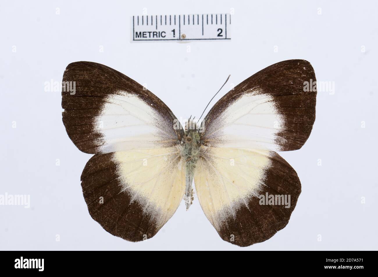 Cepora perimale, Animalia, Arthropoda, Hexapoda, Insecta, Lepidoptera ...
