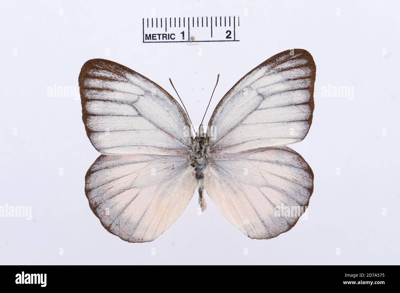 Cepora temena, Animalia, Arthropoda, Hexapoda, Insecta, Lepidoptera ...