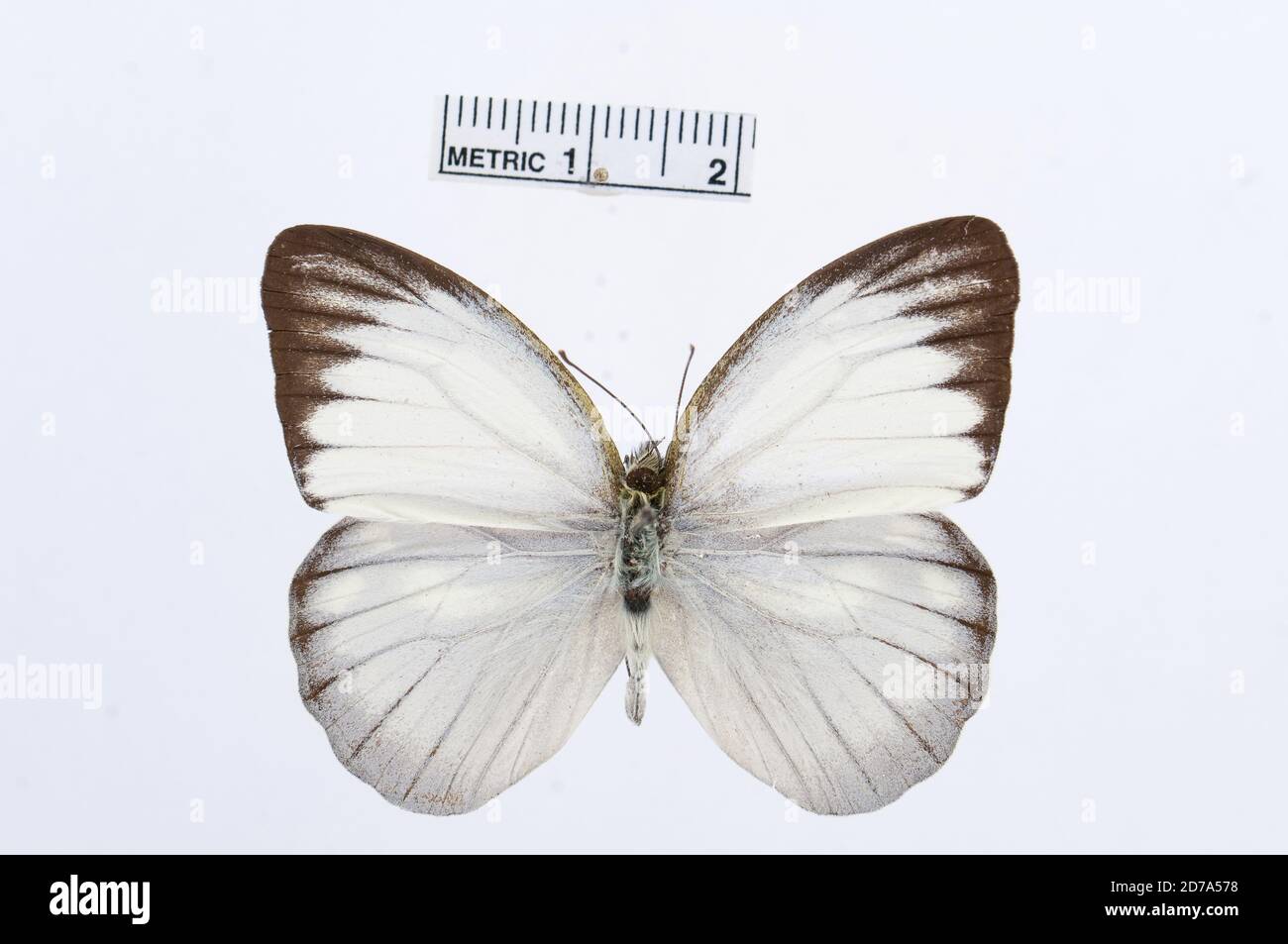 Cepora nadina, Animalia, Arthropoda, Hexapoda, Insecta, Lepidoptera ...