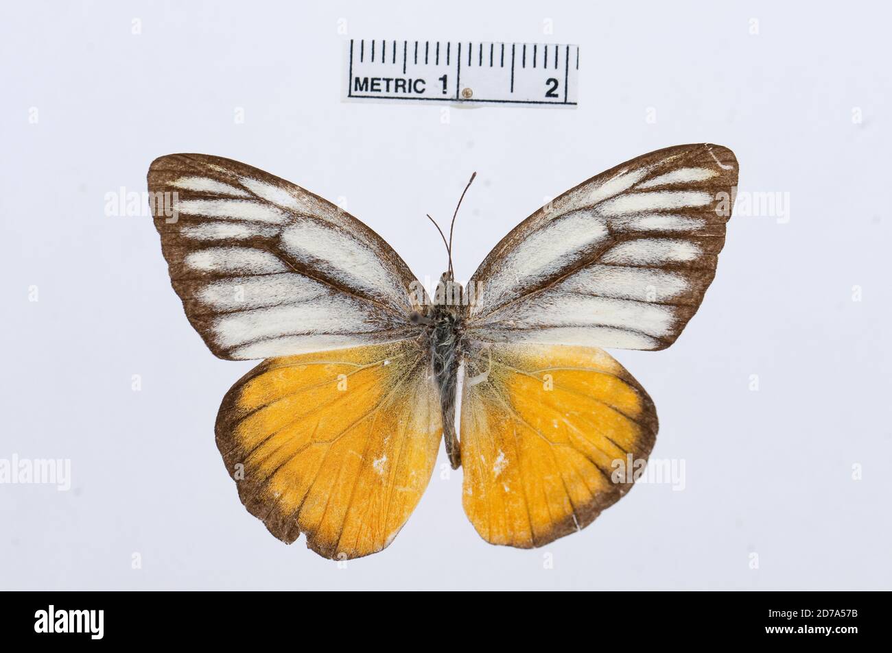 Cepora hi-res stock photography and images - Alamy
