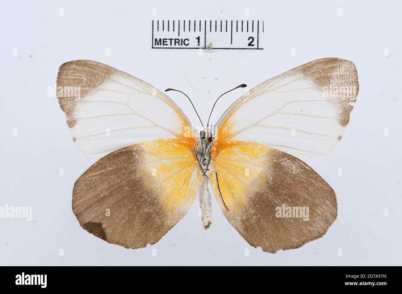 Pinned, Mylothris chloris, Animalia, Arthropoda, Hexapoda, Insecta ...