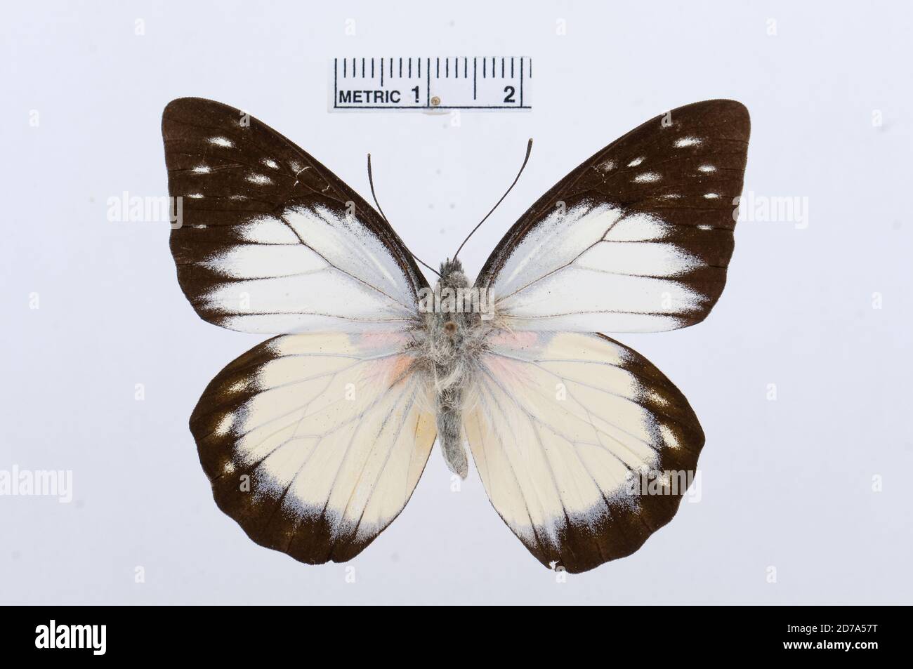 Prioneris autothisbe, Animalia, Arthropoda, Hexapoda, Insecta ...