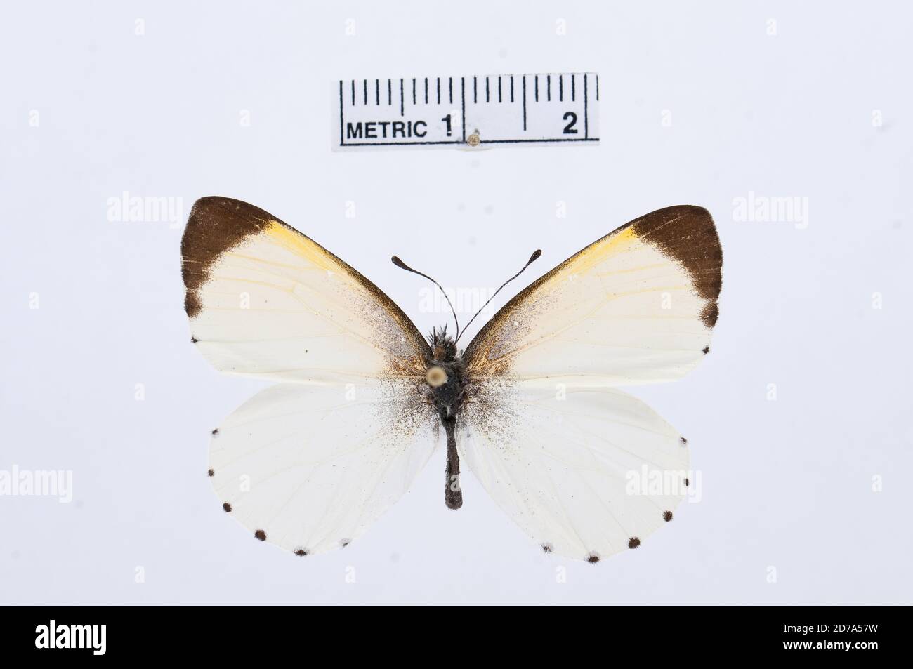 Pinned, Mylothris kiwuensis, Animalia, Arthropoda, Hexapoda, Insecta ...