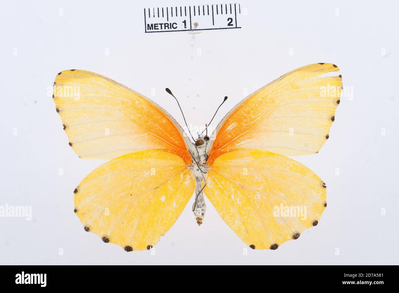 Pinned, Mylothris agathina, Animalia, Arthropoda, Hexapoda, Insecta ...