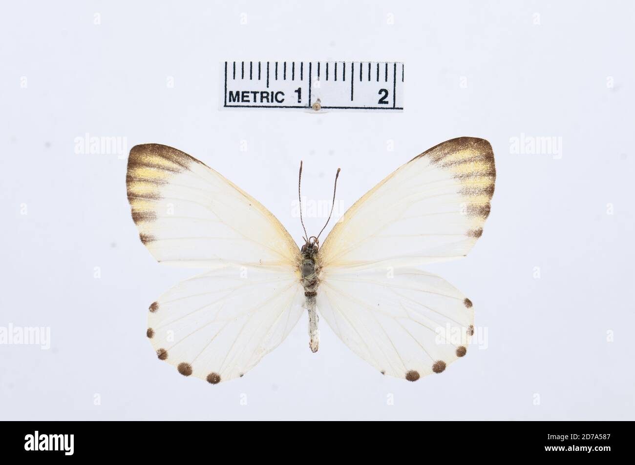 Mylothris hilara, Animalia, Arthropoda, Hexapoda, Insecta, Lepidoptera ...