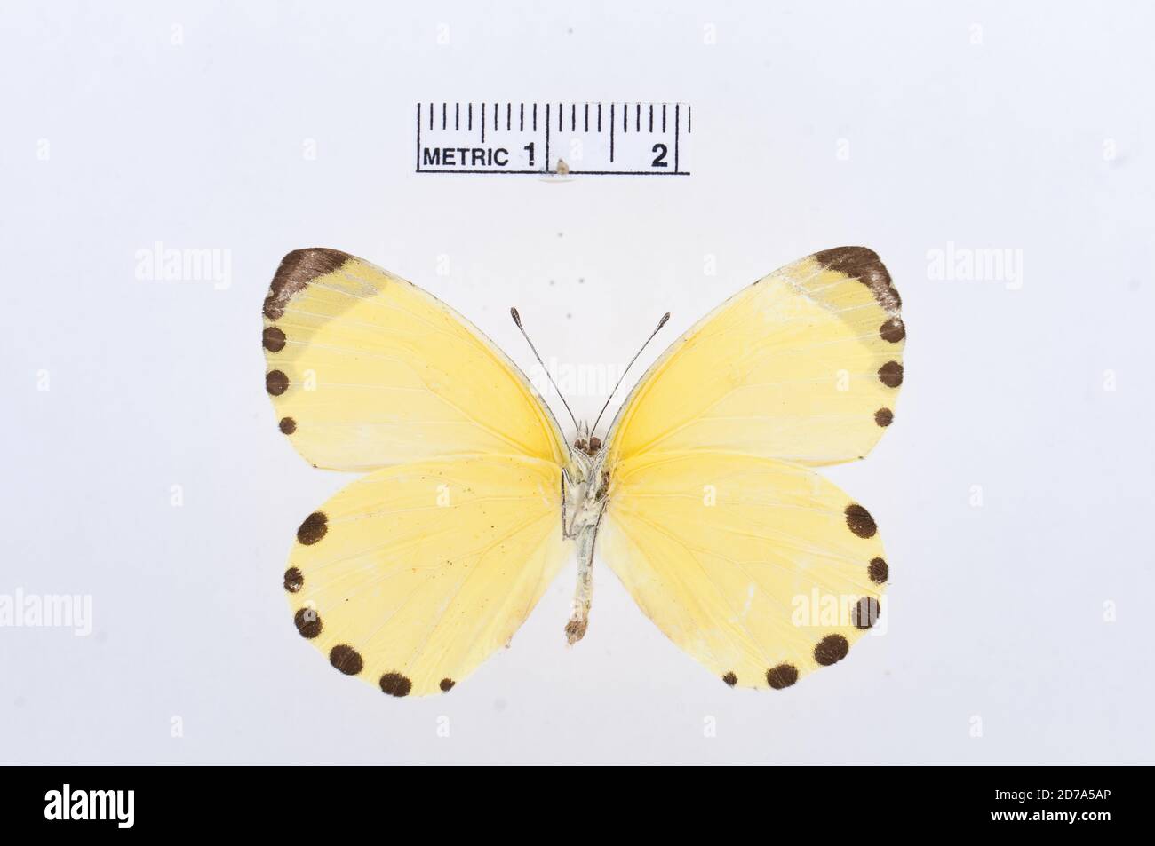 Pinned, Mylothris sulphurea, Animalia, Arthropoda, Hexapoda, Insecta ...