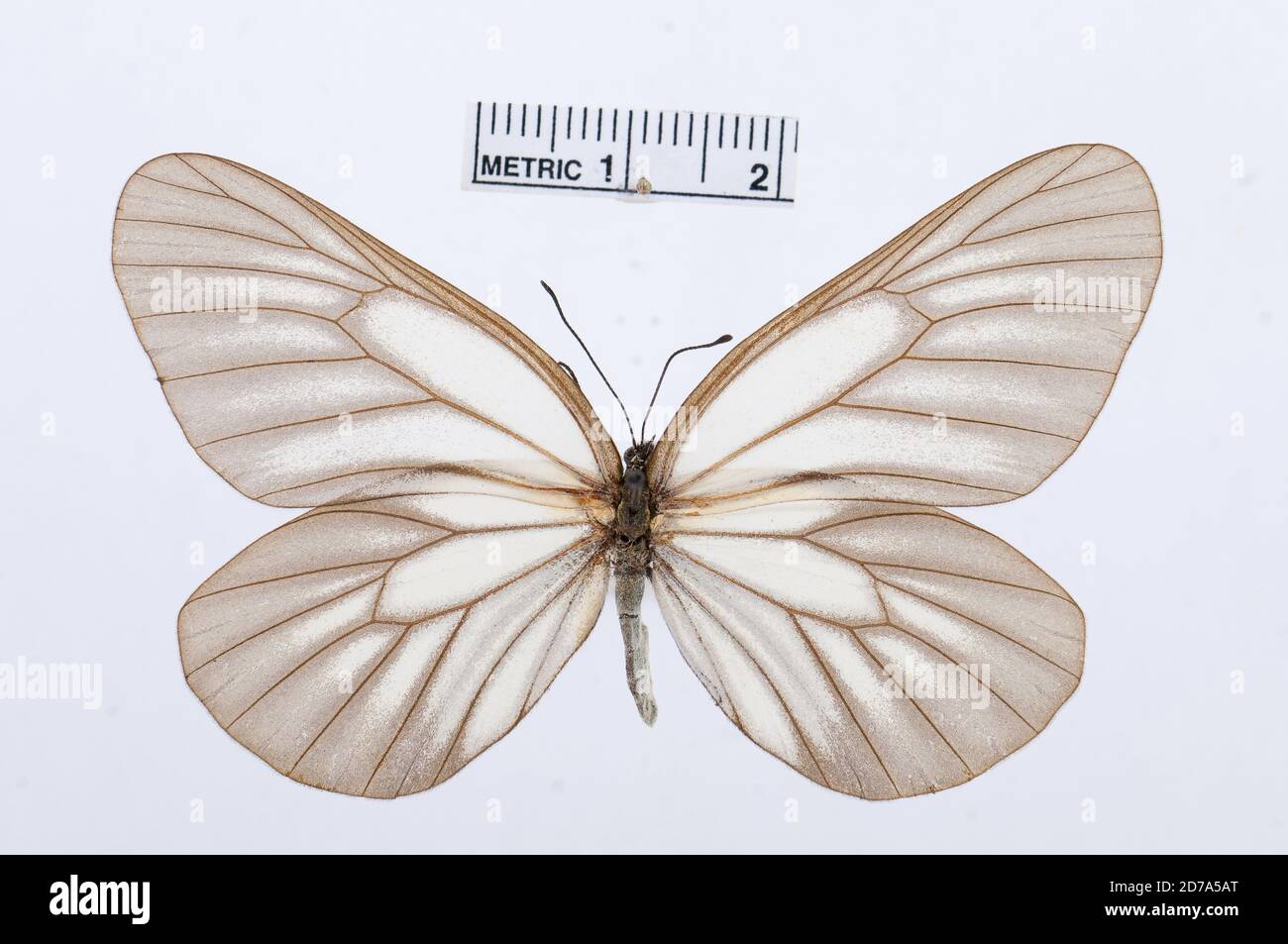 Aporia genestieri, Animalia, Arthropoda, Hexapoda, Insecta, Lepidoptera ...
